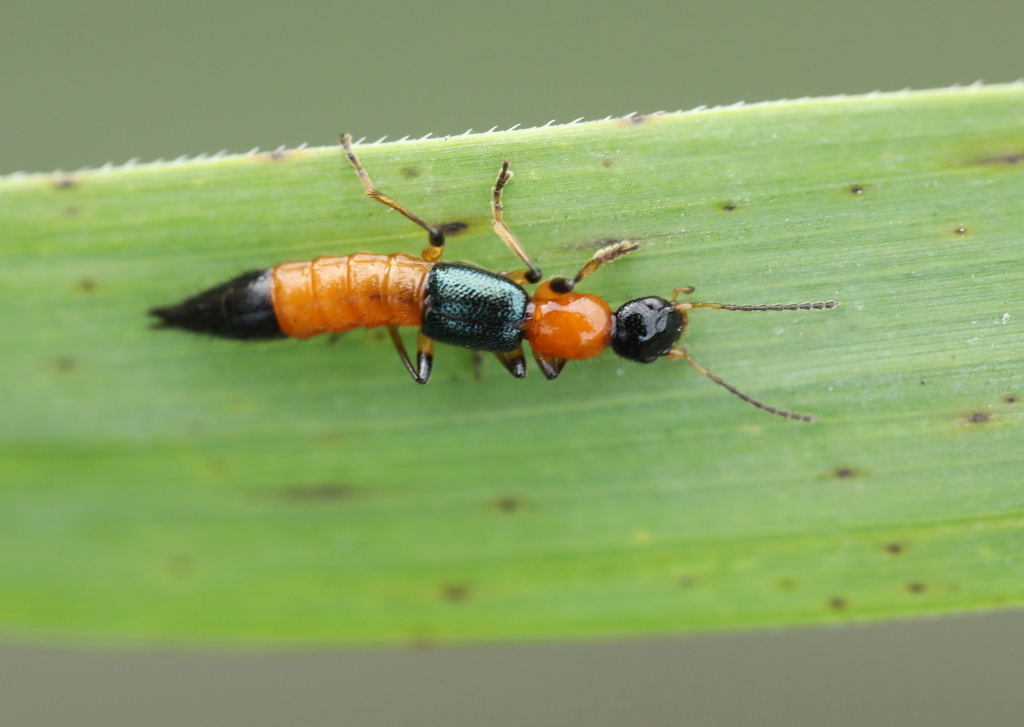 Paederus riparius from Oudalle, France on September 25, 2021 at 04:29 ...