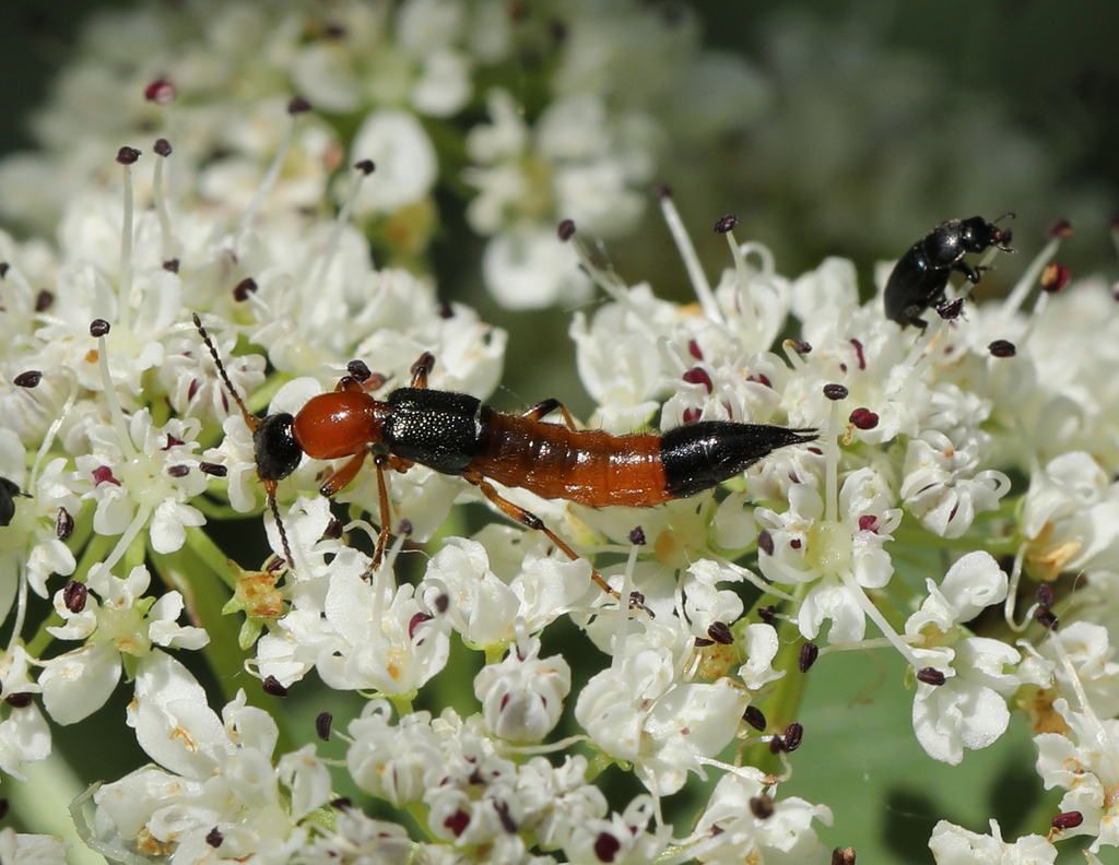 Paederus riparius from Gonfreville-l'Orcher, France on June 16, 2022 at ...