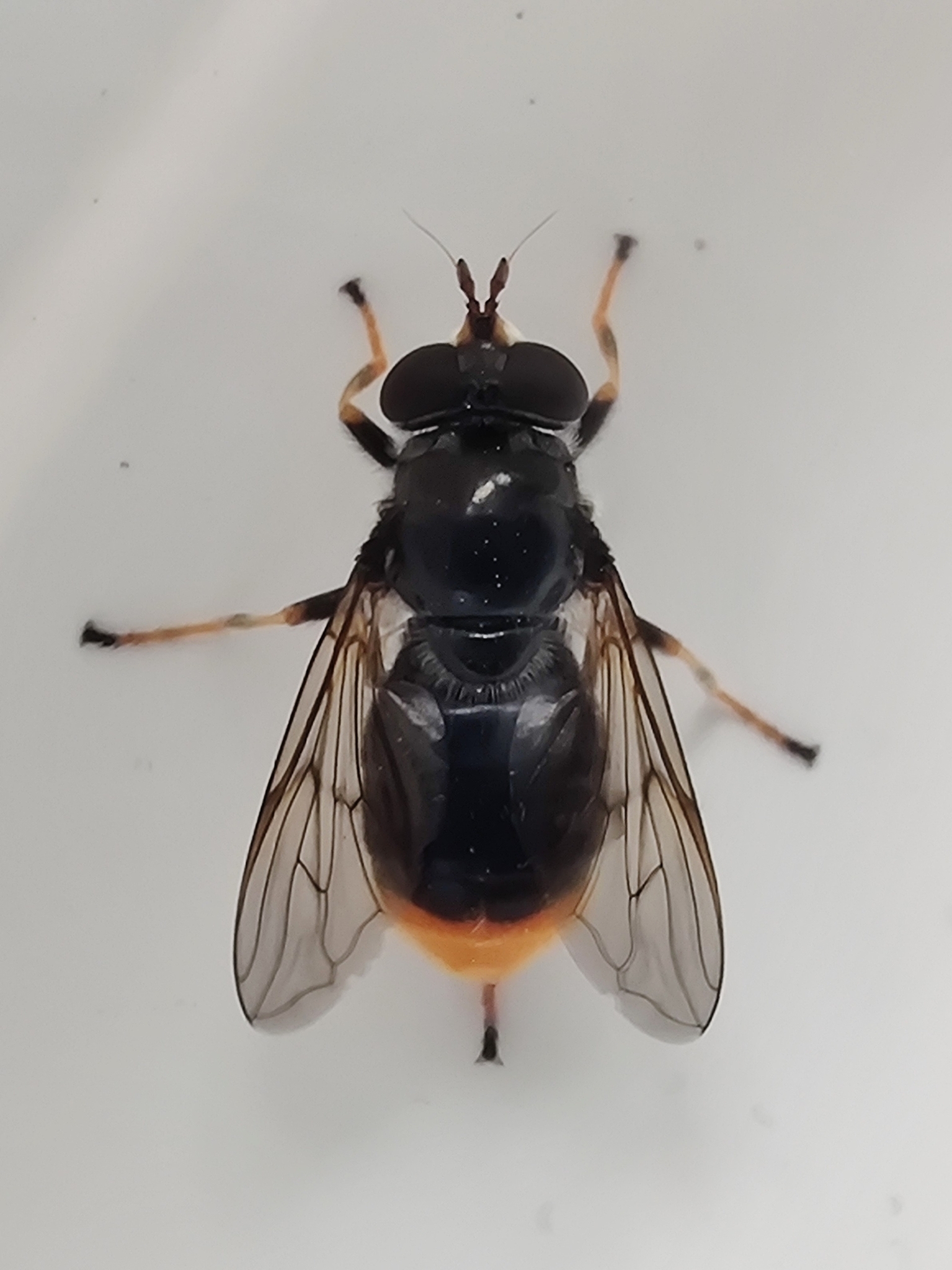 Blera fallax (Linnaeus, 1758)