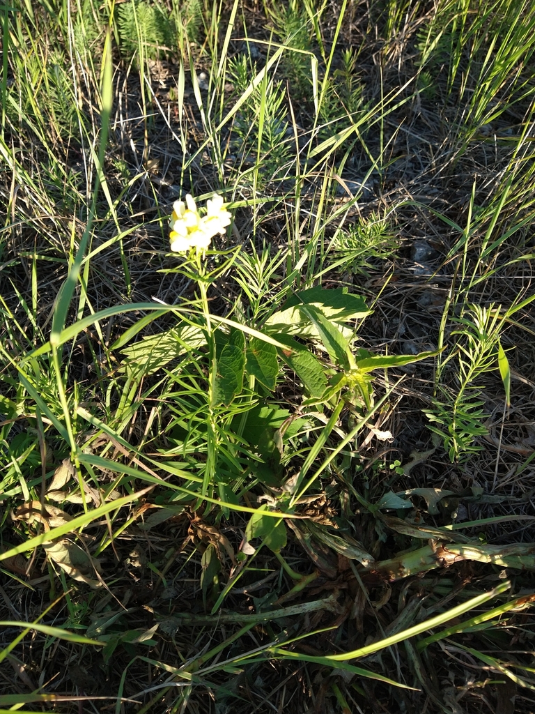 common toadflax from Hayfield Township, MN 55940, USA on June 22, 2022 ...