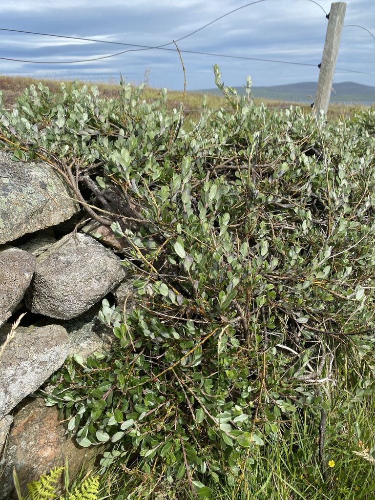 Creeping Willow from Orkney Islands, Scotland, GB on June 22, 2022 at ...