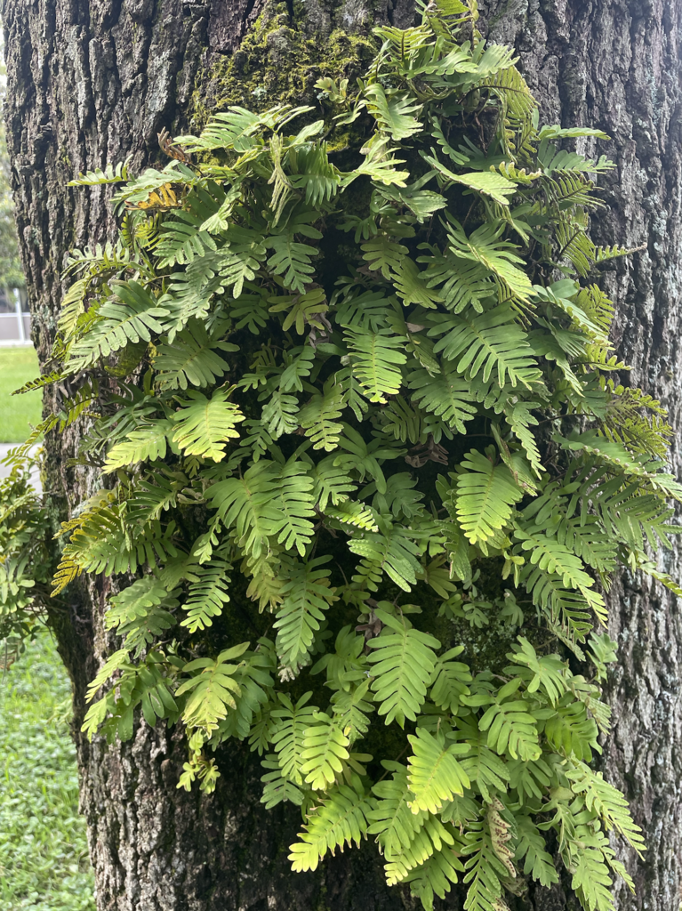 resurrection fern from 4202 E Fowler Ave, Tampa, FL 33620, United ...