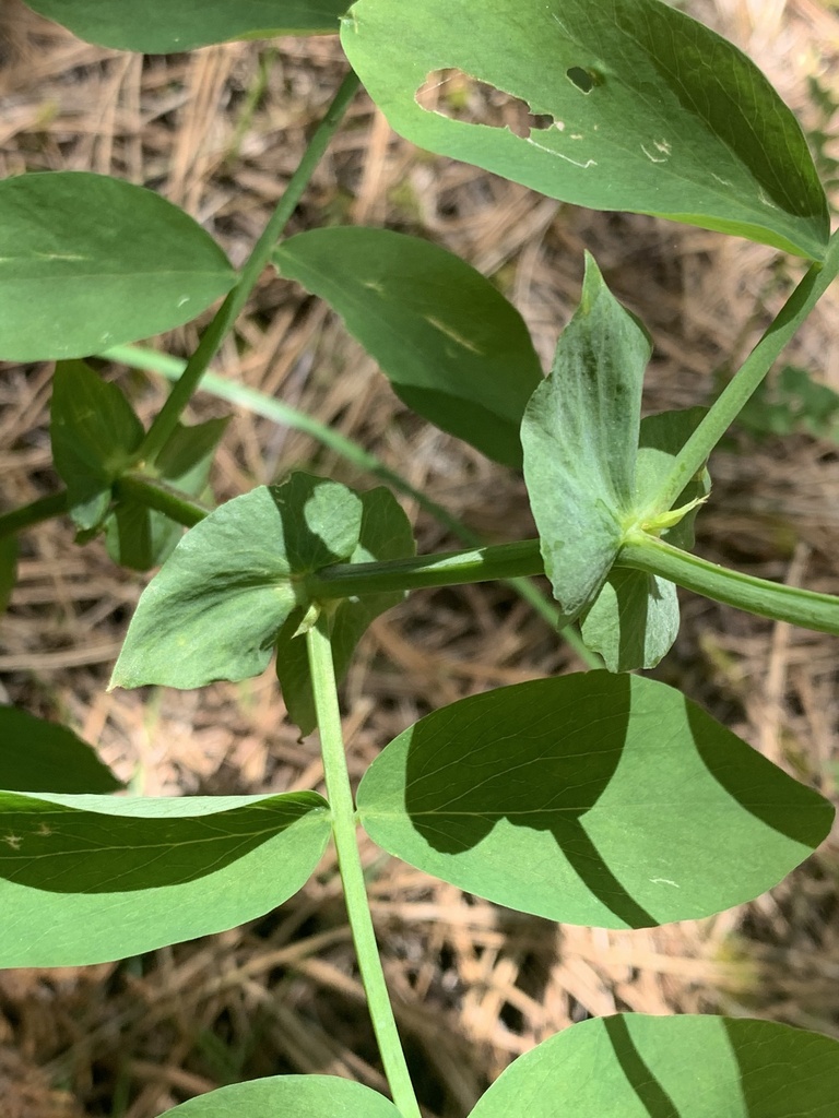 Leafy Pea (Lathyrus polyphyllus) - Botanical Realm