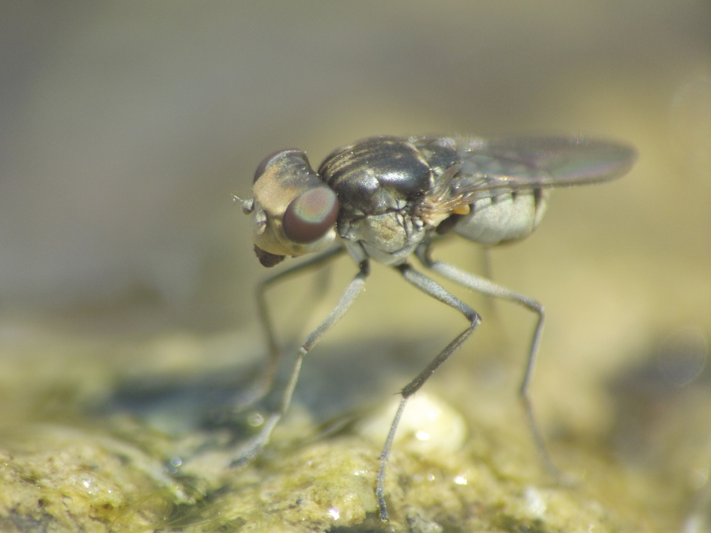 Omyxa scuta from Jalgaon, Maharashtra, India on April 7, 2022 at 01:18 ...