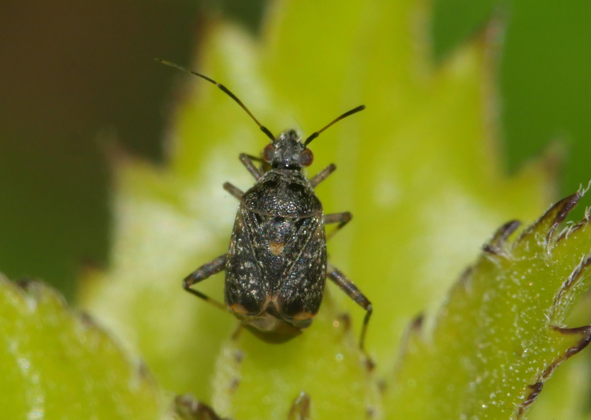 Charagochilus Fieber, 1858