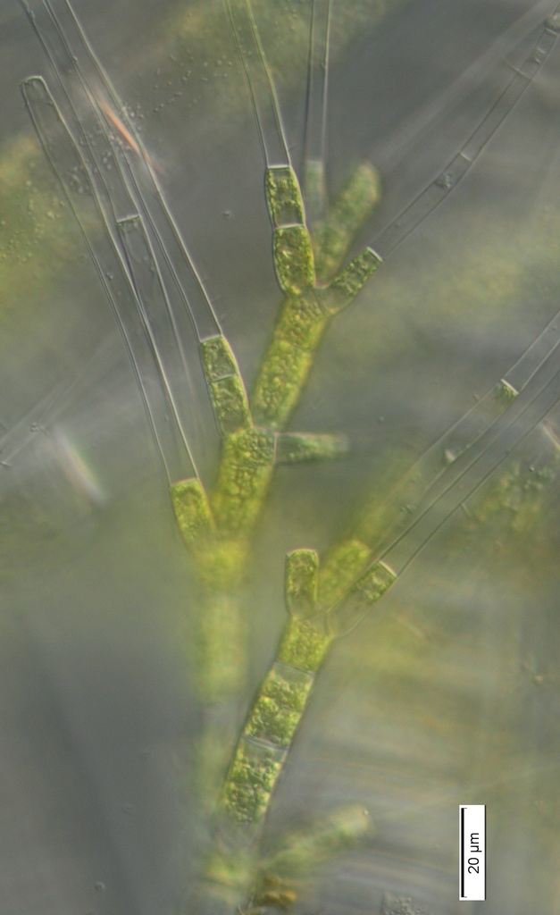 (Stigeoclonium flagelliferum) - Botanical Realm