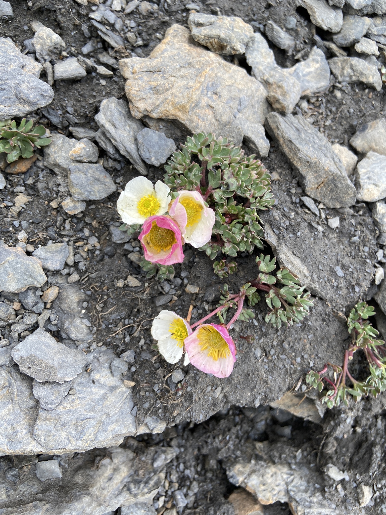 Ranunculus glacialis L.