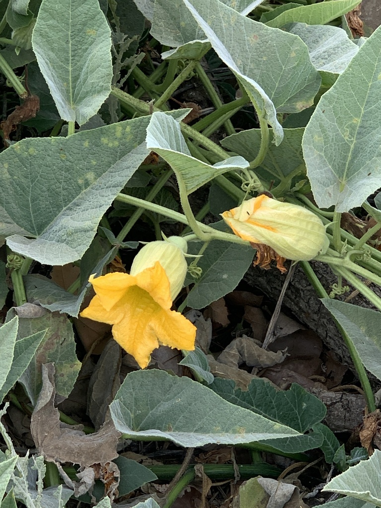 Buffalo Gourd from Gardena Ave, San Diego, CA, US on June 22, 2022 at ...