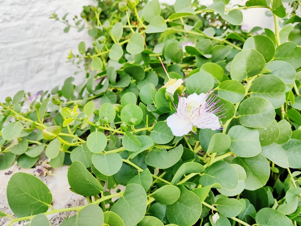 Caper Bush from 70011 Alberobello BA, Italia on June 22, 2022 at 06:24 ...