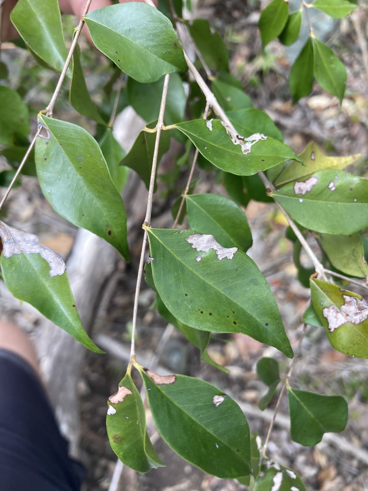 Eugenia biflora (L.) DC.