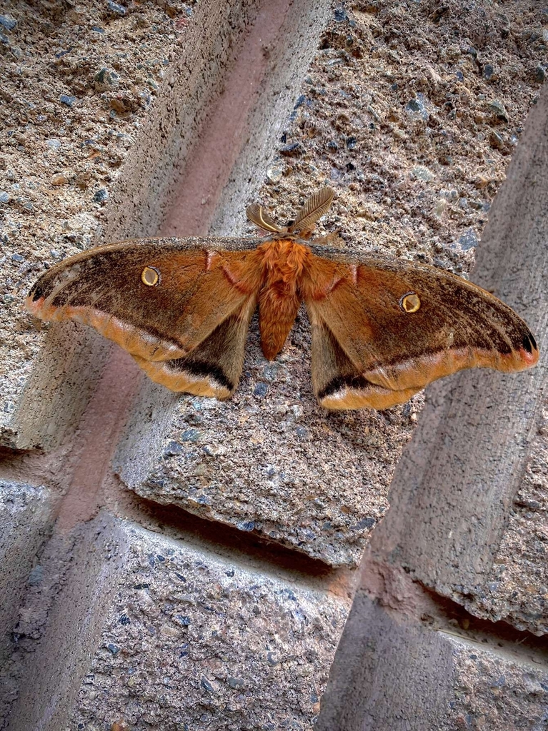 Polyphemus Moth from Machar, ON P0A 1X0, Canada by Rose Brandt ...
