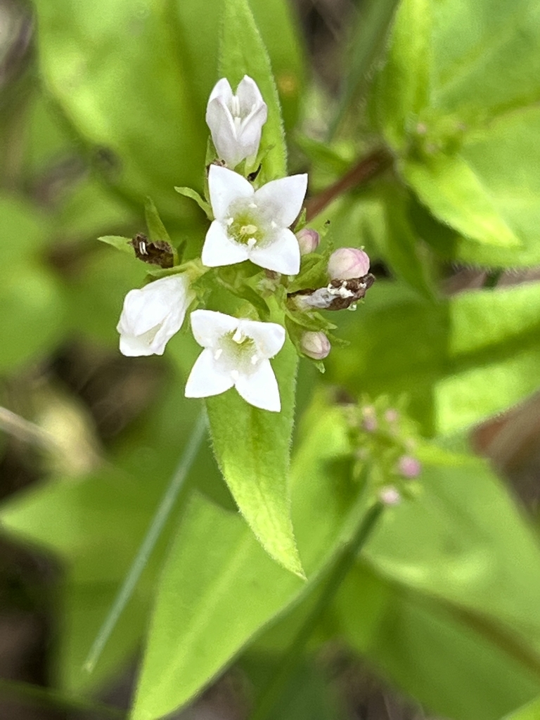 summer bluet from Fayette County, PA, USA on June 20, 2022 at 01:17 PM ...