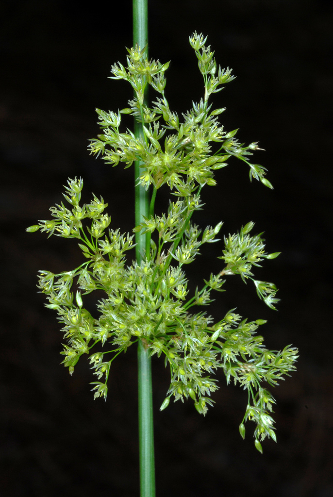 Soft Rush (Juncus effusus) - Botanical Realm