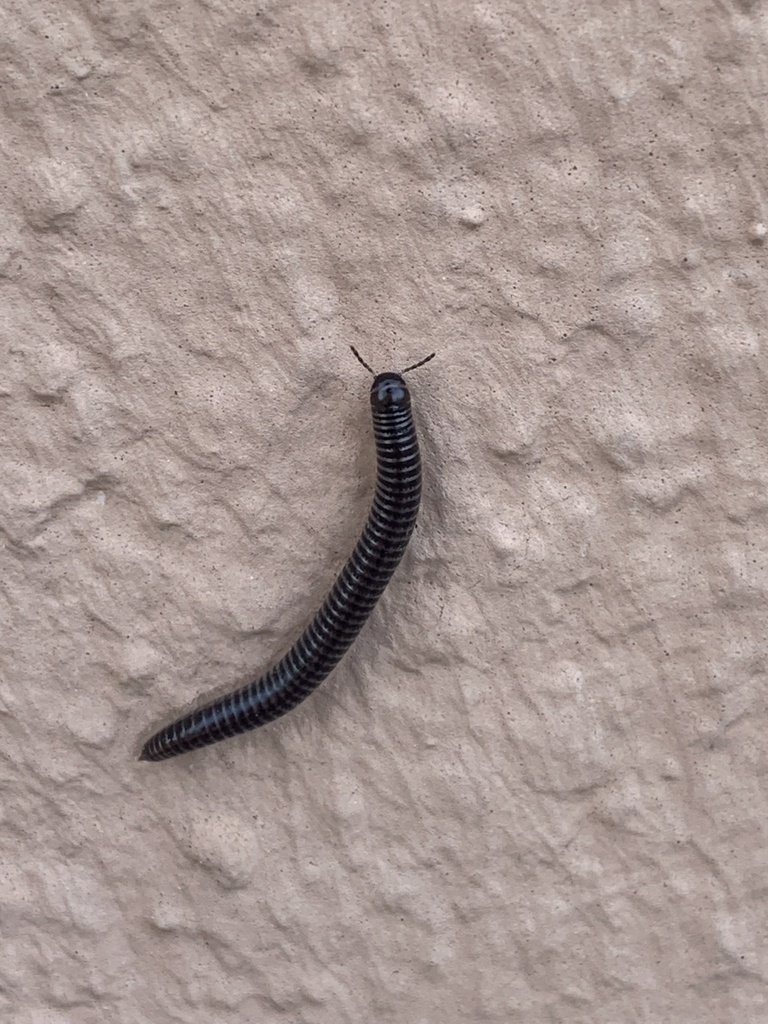 Striped Millipede from Le Plan, Beaulieu-sur-Mer, Provence-Alpes-Côte d ...