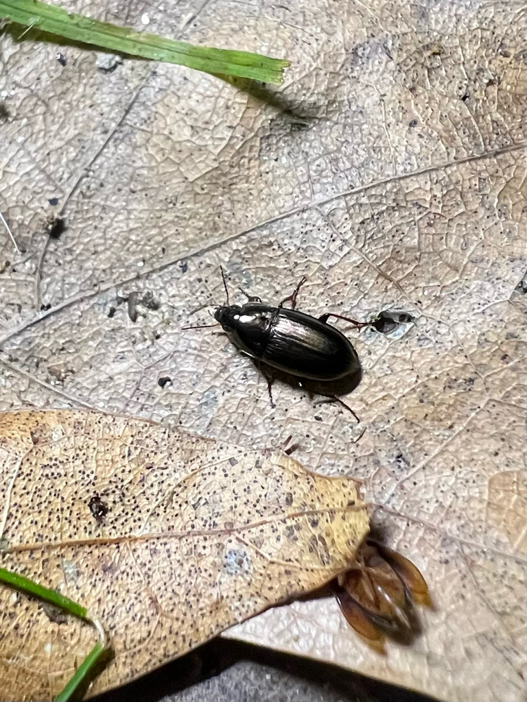 Common Sun Beetle from Owings Mills on June 22, 2022 at 01:06 AM by ...