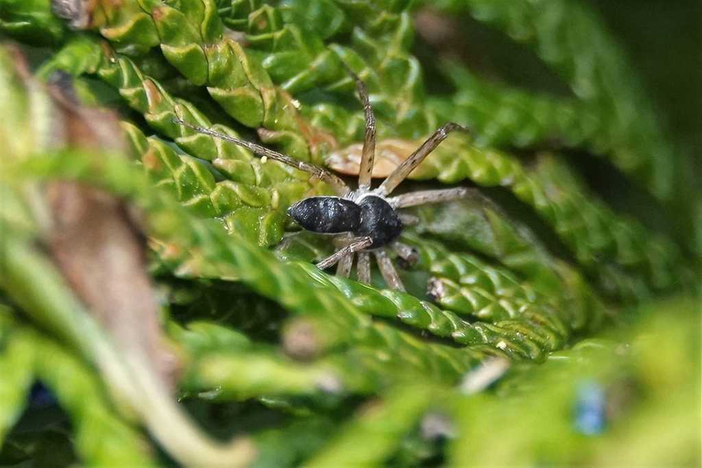 Eurasian Running Crab Spider from Nanaimo, BC, Canada on June 20, 2022 ...