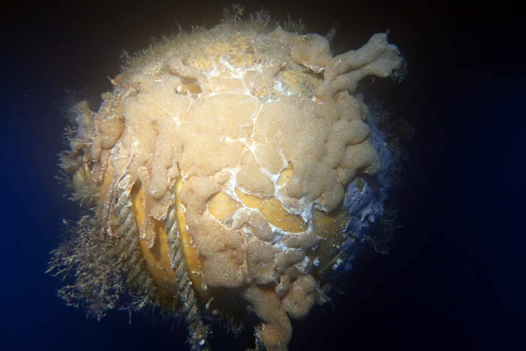 Sea Vomit from Monaco on June 19, 2022 at 10:59 AM by Xavier Rufray ...