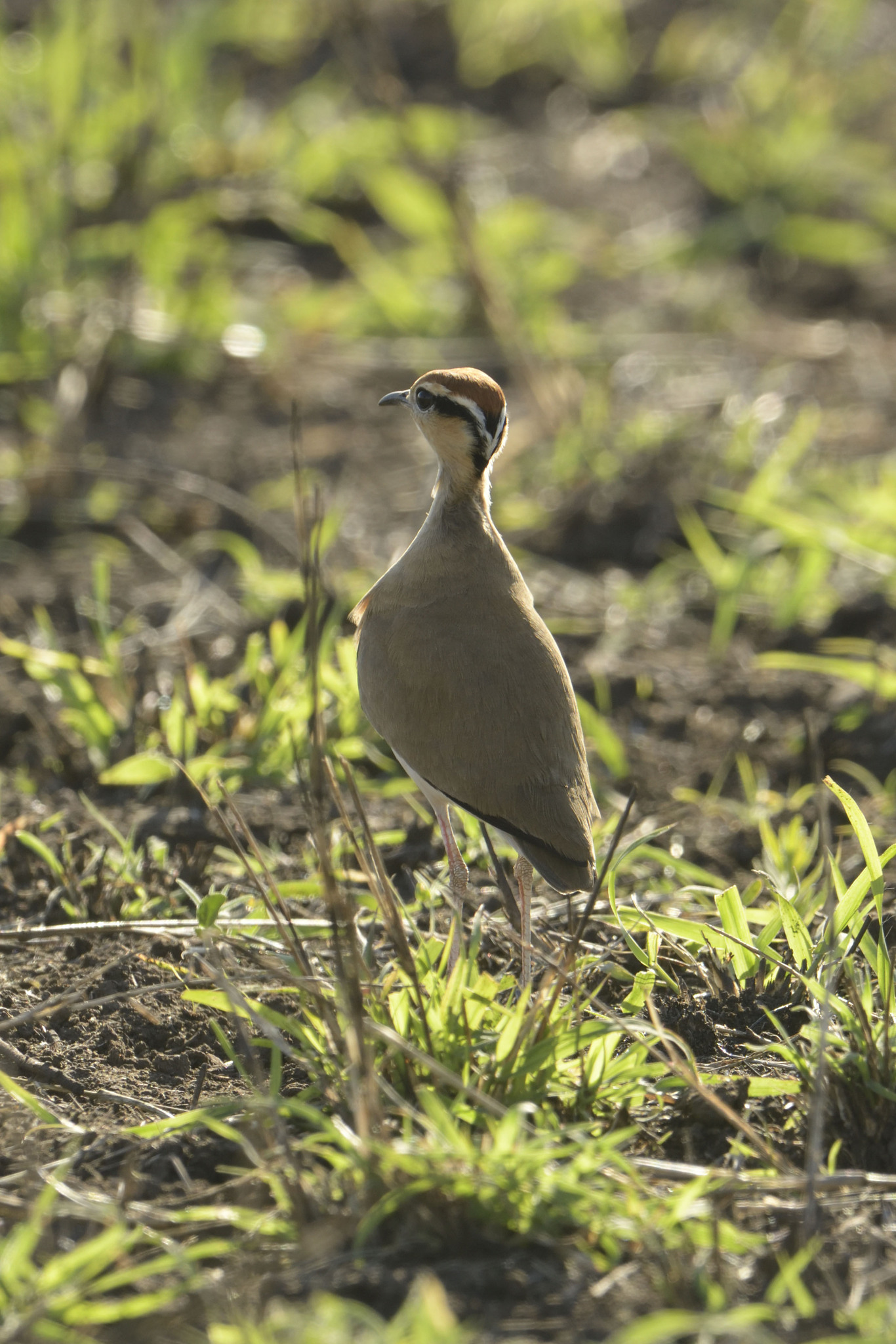 Cursorius temminckii Swainson, 1822