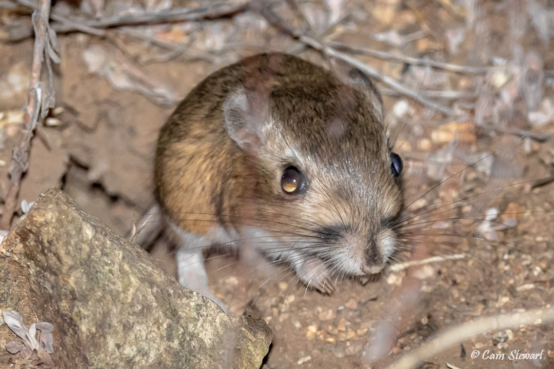 Dipodomys ordii Woodhouse, 1853