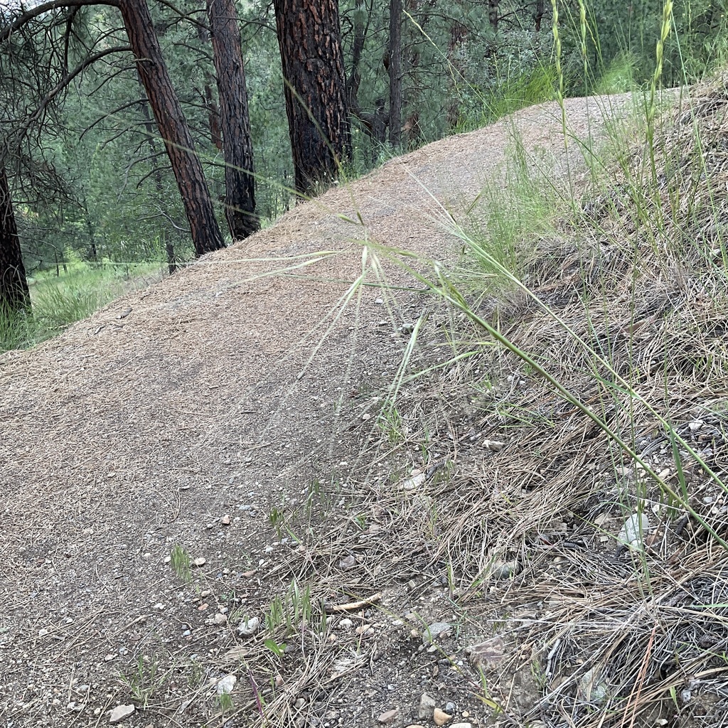Needle-and-thread Grass from Kalamalka Lake, North Okanagan, British ...