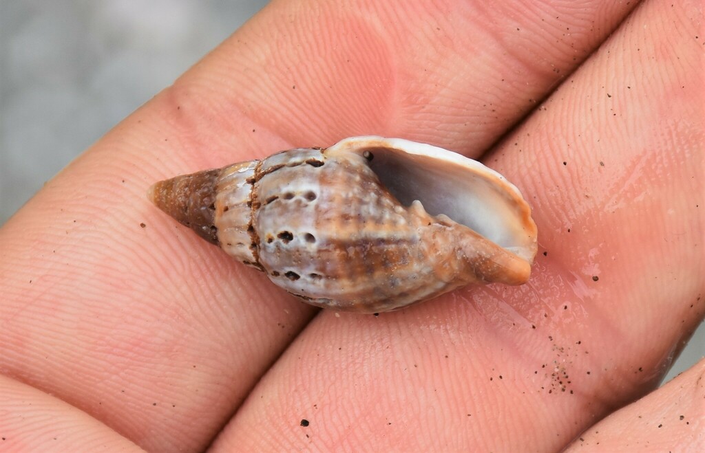 Neotiara lens from Bahía Solano, Choco, Colombia on June 09, 2022 at 01 ...
