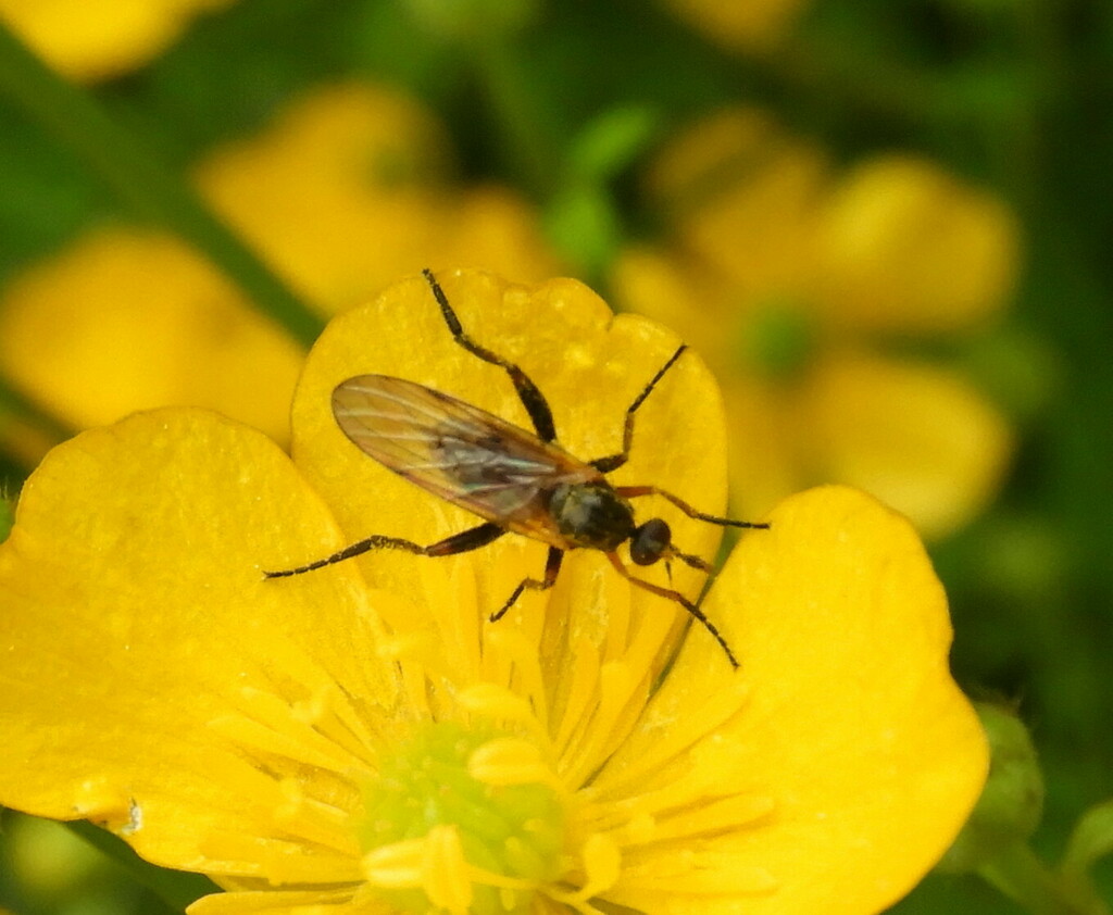 Flies from Cumberland County, NS, Canada on June 21, 2022 at 01:00 PM ...