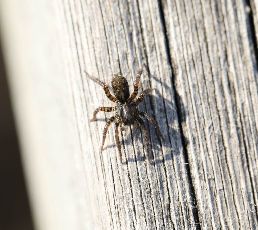Leopard Bear-spider from Oudalle, France on March 23, 2022 at 08:57 PM ...