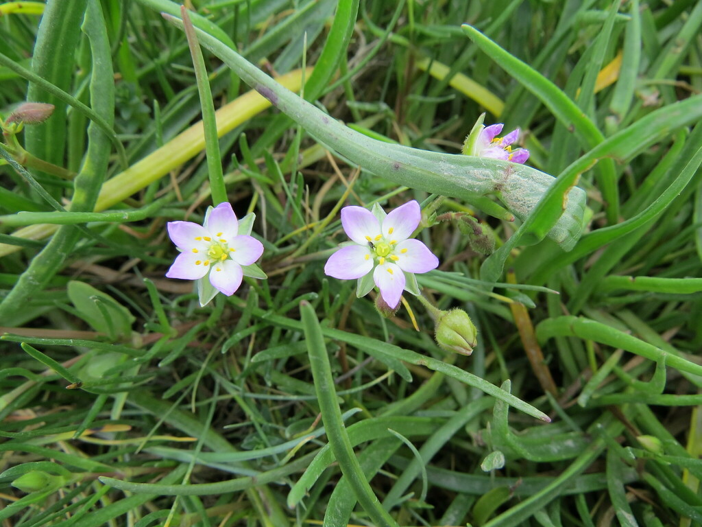 Greater Sea-spurry from Newburgh, Ellon, UK on June 22, 2022 at 12:17 ...