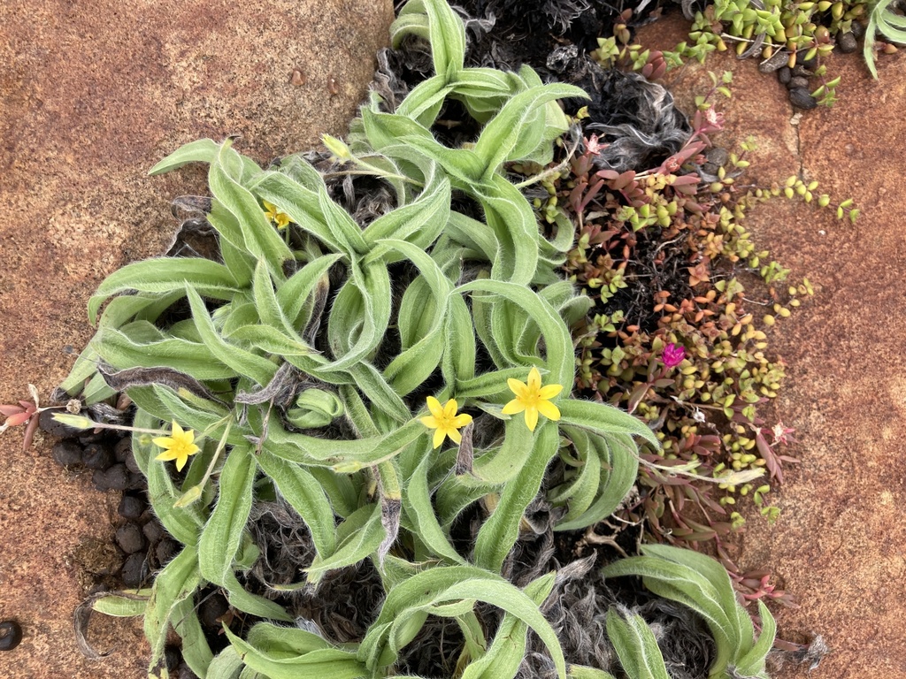 (Hypoxis sobolifera sobolifera) - Botanical Realm