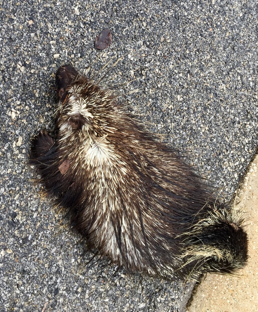North American Porcupine from Del Webb Pkwy, San Antonio, TX, US on ...