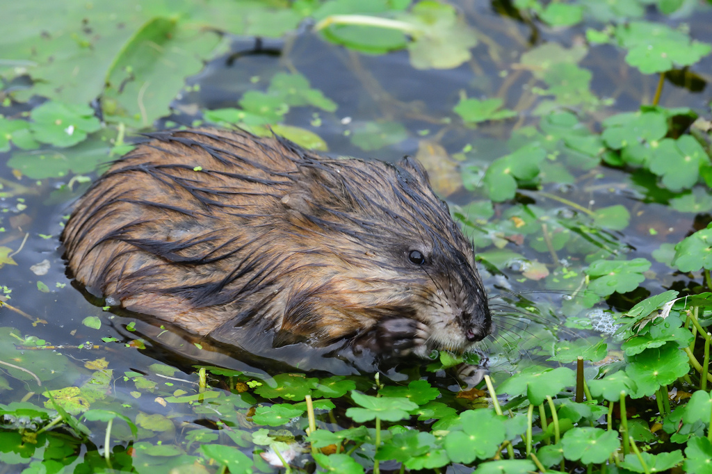 Muskrat from Kirkland, WA, USA on June 12, 2022 at 04:06 PM by Ad ...