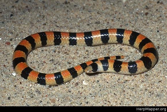 Sonora cincta (Anfibios y Reptiles Potenciales del Pitayal, Sonora ...