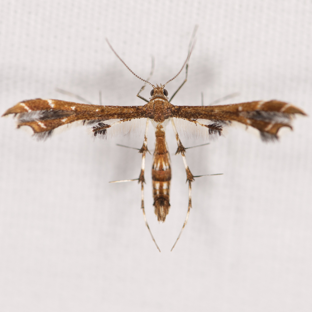 Himmelman's and Busck's Plume Moths from Greenbrier County, WV, USA on ...