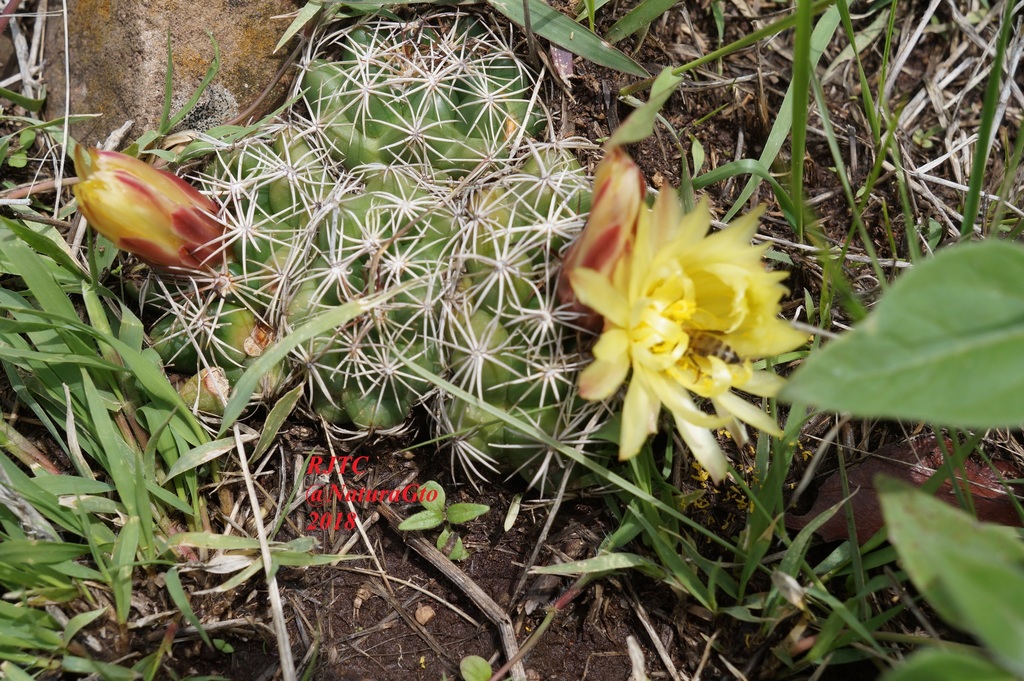 Coryphantha cornifera from ANP Sierra de Lobos on June 28, 2018 at 12: ...