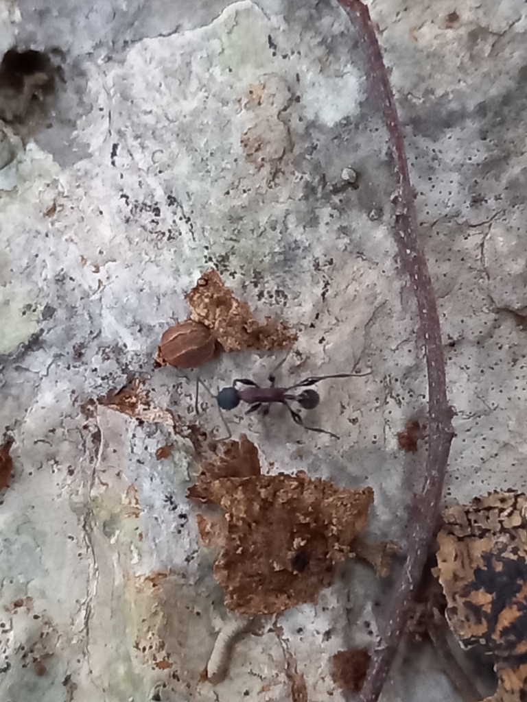 Acorn Ants and Allies from Los Palacios, CU-PR, CU on June 20, 2022 at ...