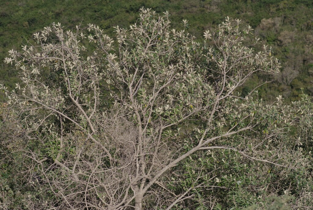 Wild Peach from Mazeppa to Kei Mouth via Kentani, Transkei, Eastern ...