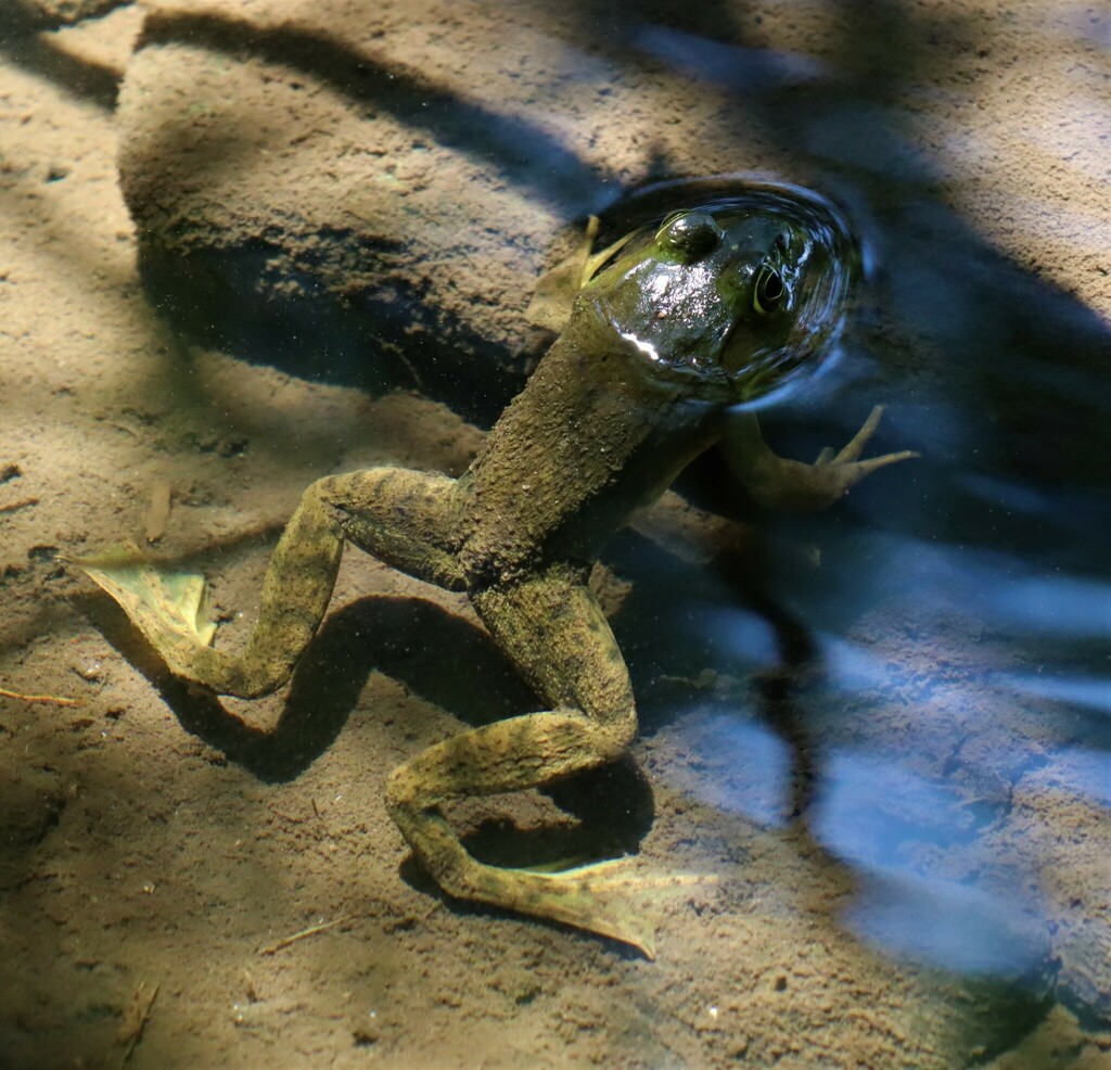 American Water Frogs from Belleville, ON, Canada on June 22, 2022 at 02 ...