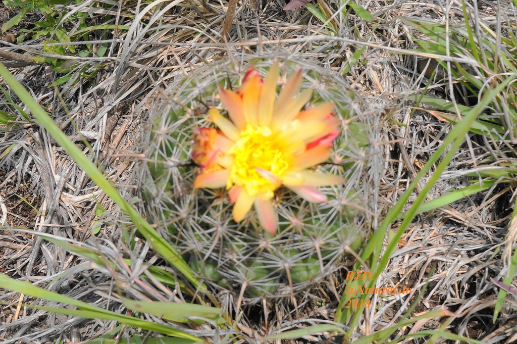 Coryphantha cornifera from ANP Sierra de Lobos on June 28, 2018 at 01: ...
