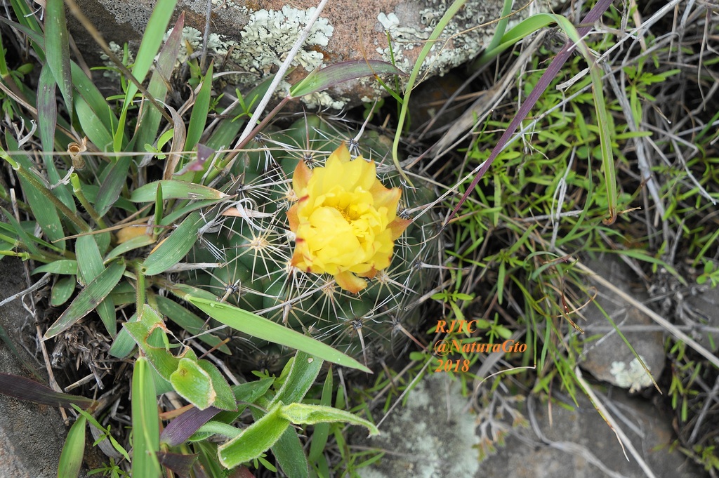 Coryphantha cornifera from ANP Sierra de Lobos on June 28, 2018 at 03: ...