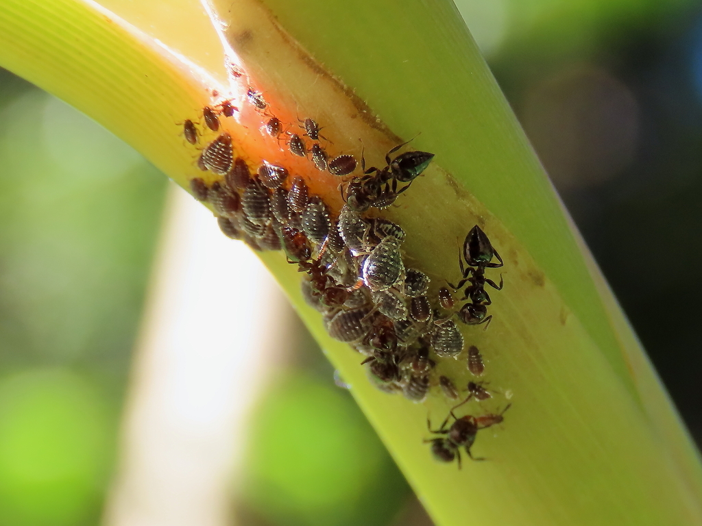 True Bugs, Hoppers, Aphids, and allies in June 2022 by Rose Robin. Bug ...