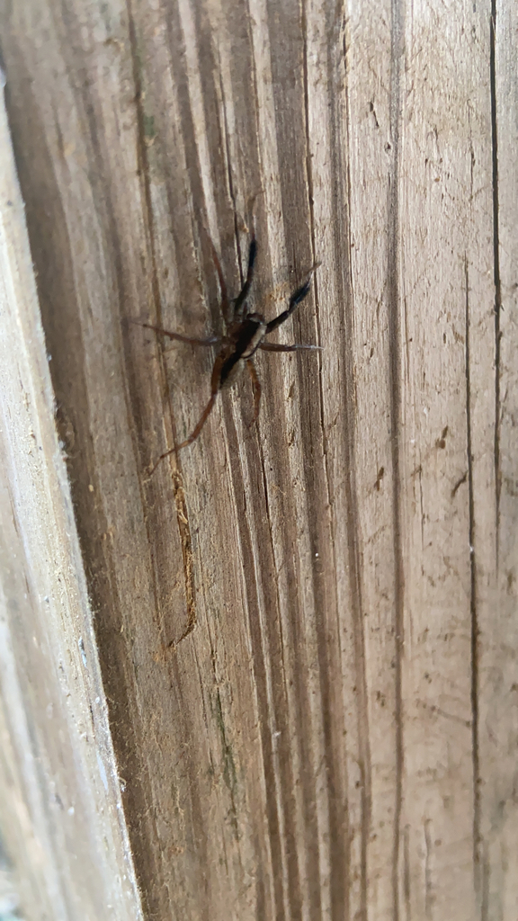 Brush-legged Spiders from Jackson on June 22, 2022 at 05:13 PM by ...