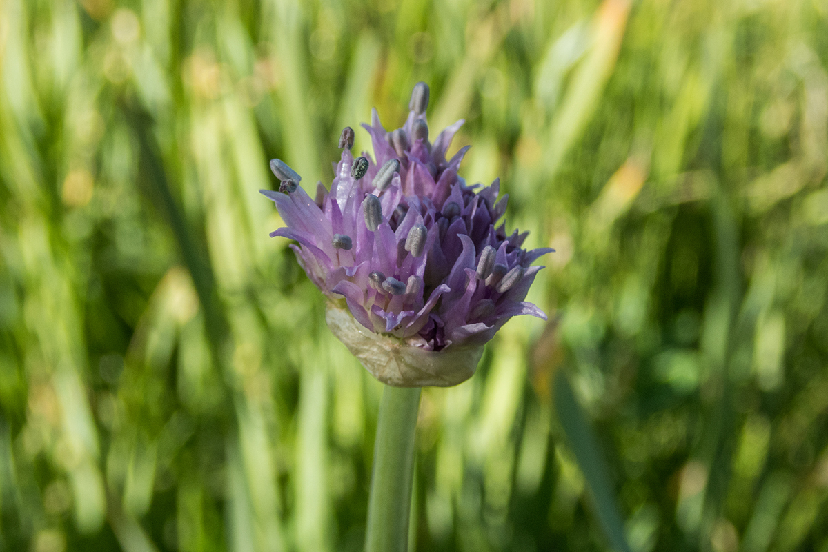 Allium validum S.Watson