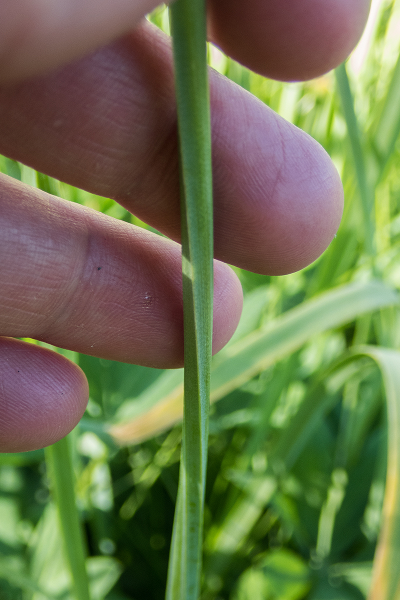 Allium validum S.Watson
