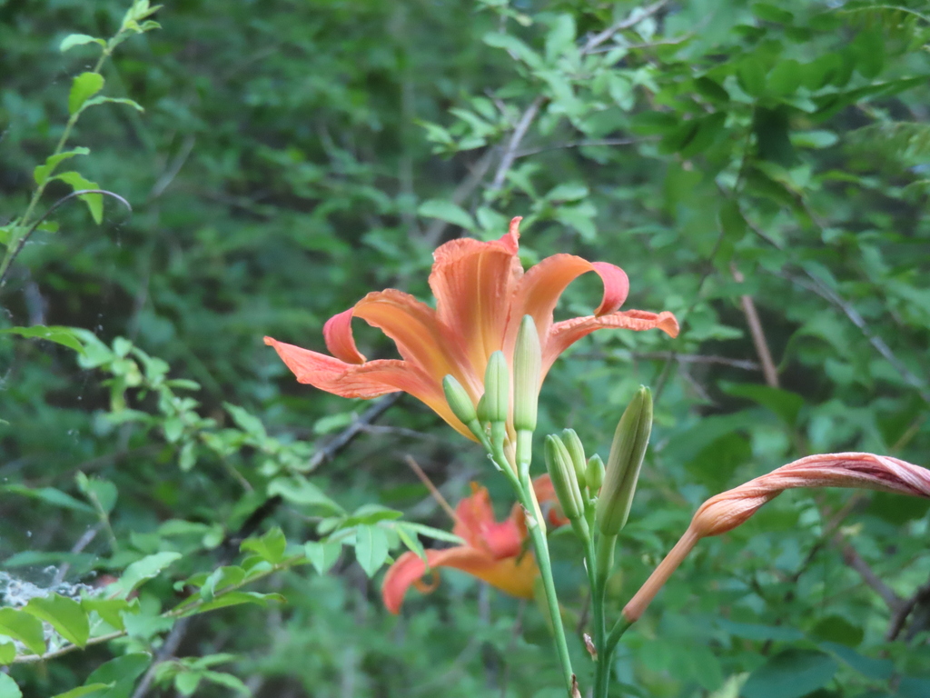 orange day-lily from Mount Airy, Philadelphia, PA, USA on June 22, 2022 ...