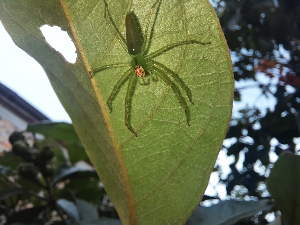 Translucent Green Jumping Spiders from Tegucigalpa on June 22, 2022 at ...