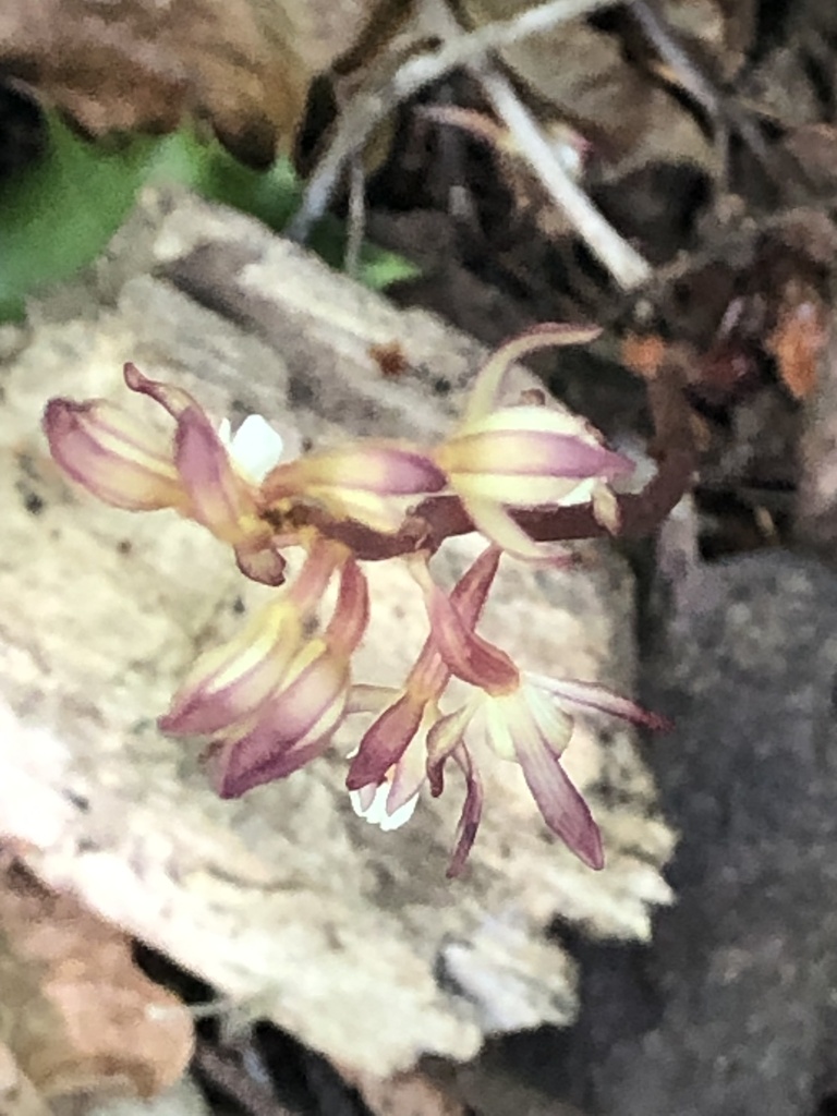 Ozette Coralroot from Tall Tree Pl, Saanich, BC, CA on June 22, 2022 at ...