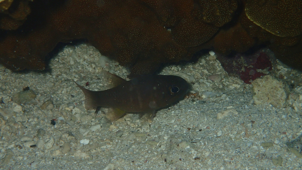 Ghost Cardinalfish from Asan, Guam on June 22, 2022 at 01:36 PM by ...