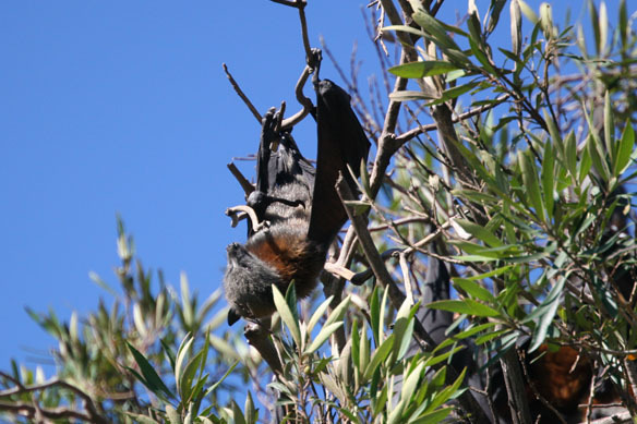 Grey-headed Flying-fox from Sydney, New South Wales, Australia on May ...