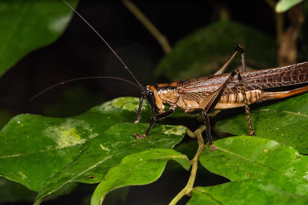 Eschatoceras punctifrons from Cuyabeno Cantón, Ecuador on June 08, 2022 ...
