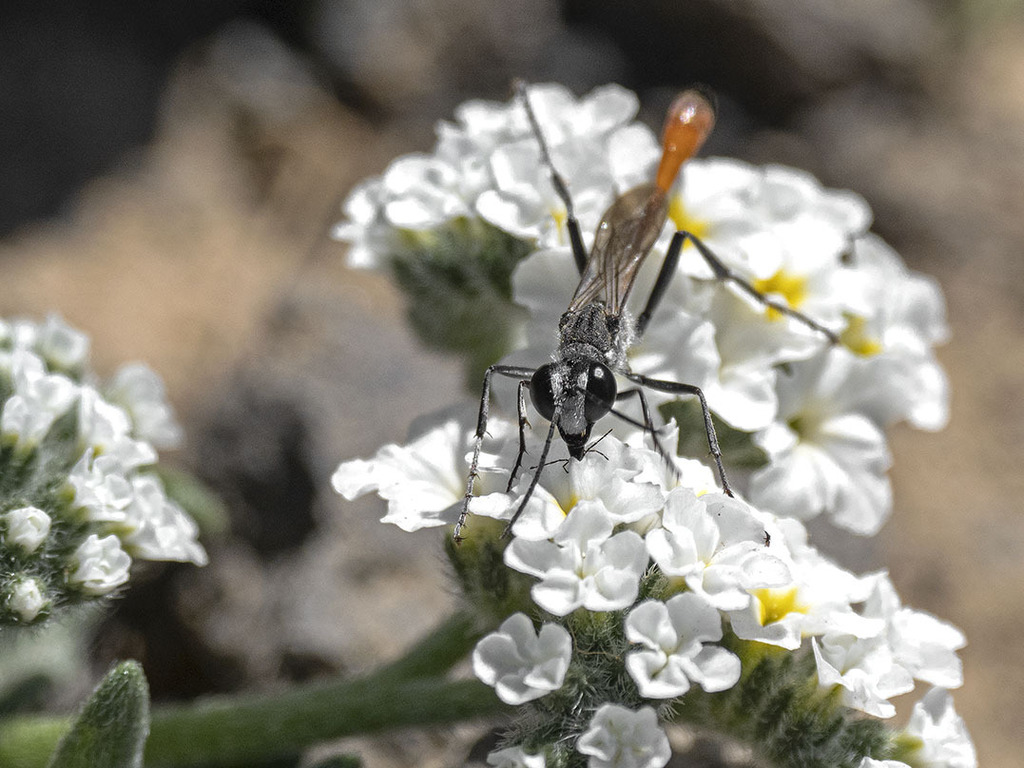 Ammophila terminata terminata (Tenerife Hymenoptera) · iNaturalist